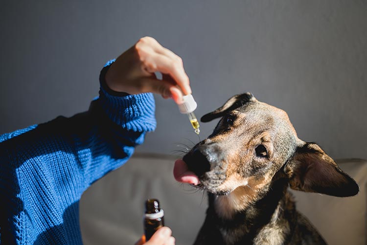 CBD for Pet Health: A Guide for Arizonan Pet Owners - All Greens Clinic