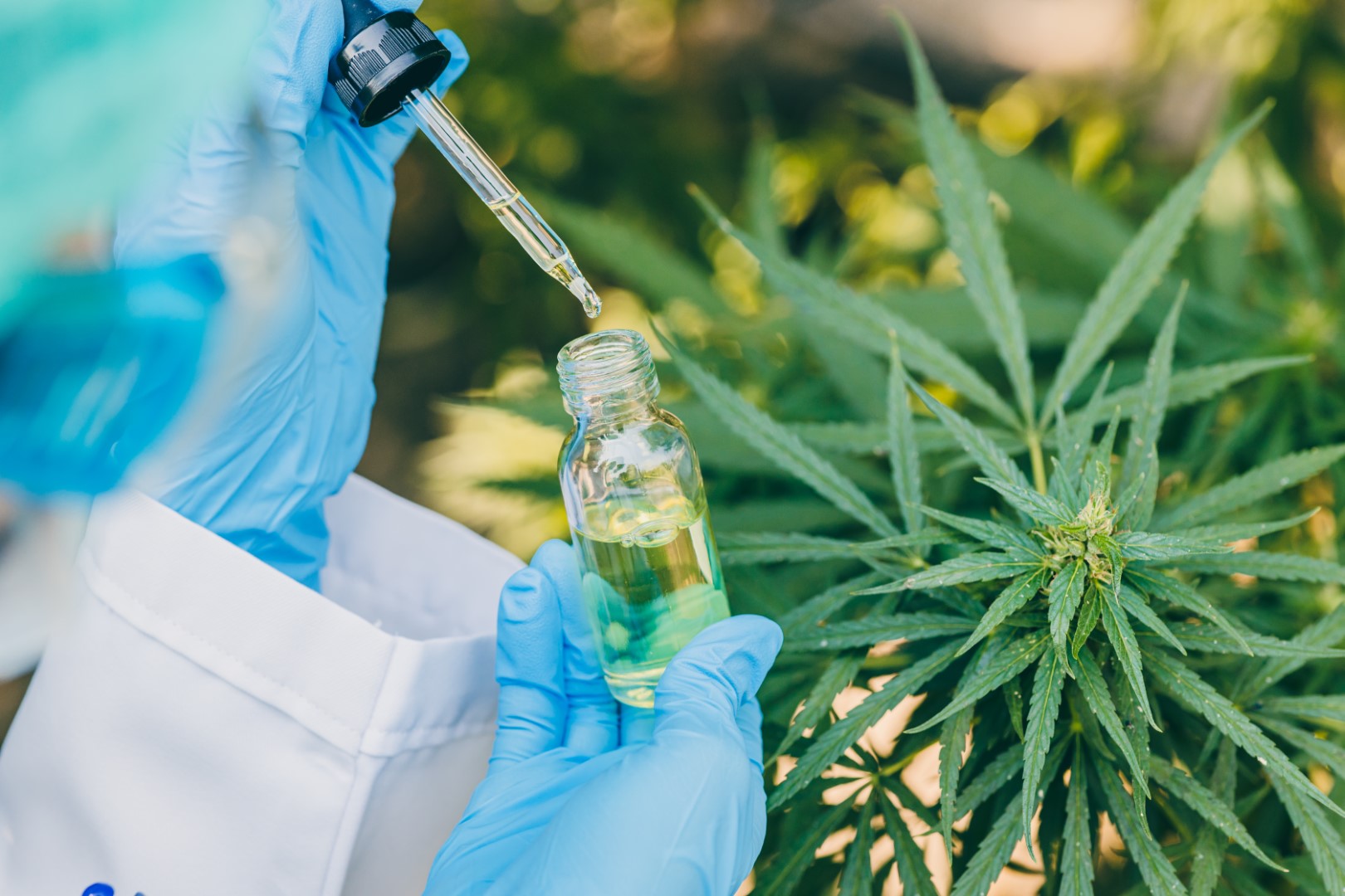 The Science Behind CBD: How It Interacts with the Endocannabinoid ...